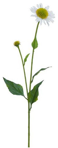 Rudbeckia Spray, White, Pack of 12 - Artificial Flower Arrangements ...