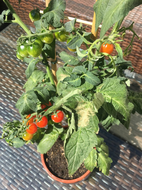 Tomato plant leaves browning in the middle- diseased?