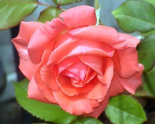 Spring flush roses! | Houzz Forum