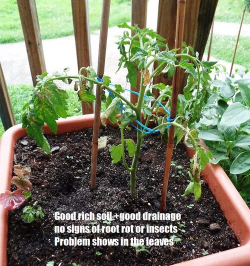 Strange pattern on Tomatoe Leaves