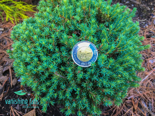 Favourite true mini conifer