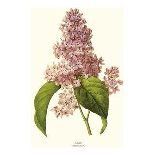 Vintage Botanical Flower Art Print: Lilac, 8x10 Print - Traditional ...