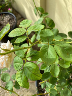 EMERGENCY ROSE RESUSCITATION HELP PLEASE