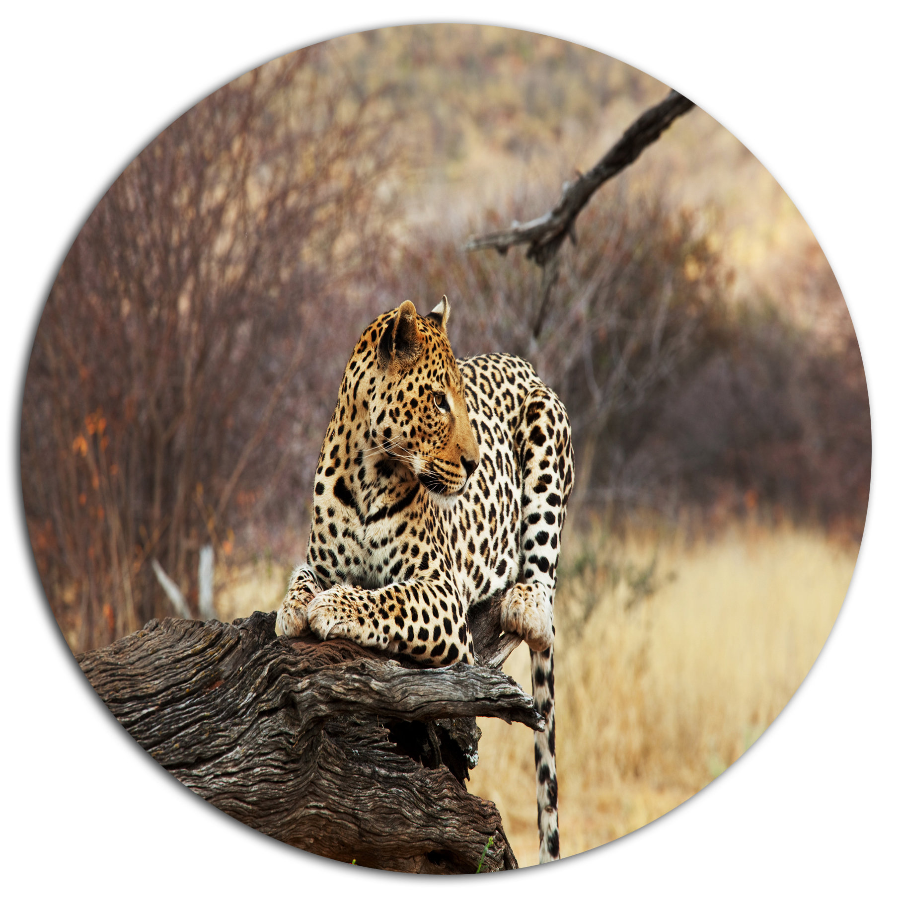 Leopard Sitting On Tree Trunk, African Large Disc Metal Wall Art, Disc ...