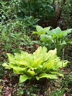 Hosta M 2021 ....................