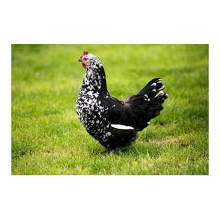 "Domestic Chicken, Gournay hen, Normandy, France" Paper Art, 20"x14 ...