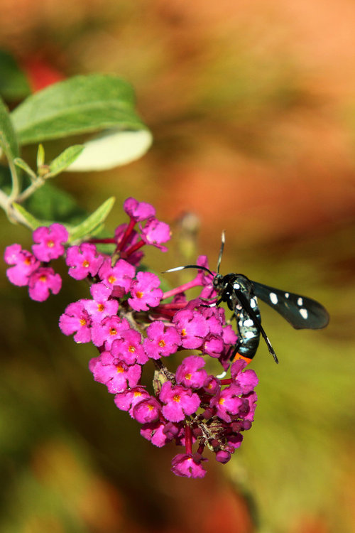 Oleander Wasp Moth