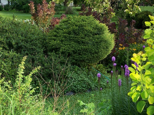 identify conifer on standard