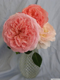 What is the single BEST David Austin rose?