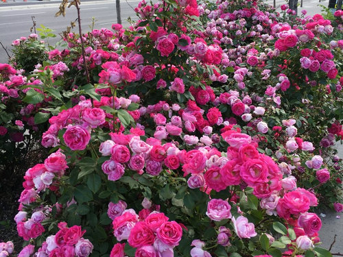 Morden Centennial roses out of control!!!