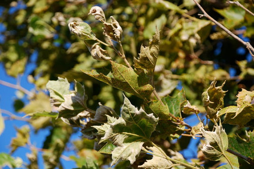 sick sycamore | Houzz Forum