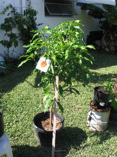 Julie mango rundown and growing advice