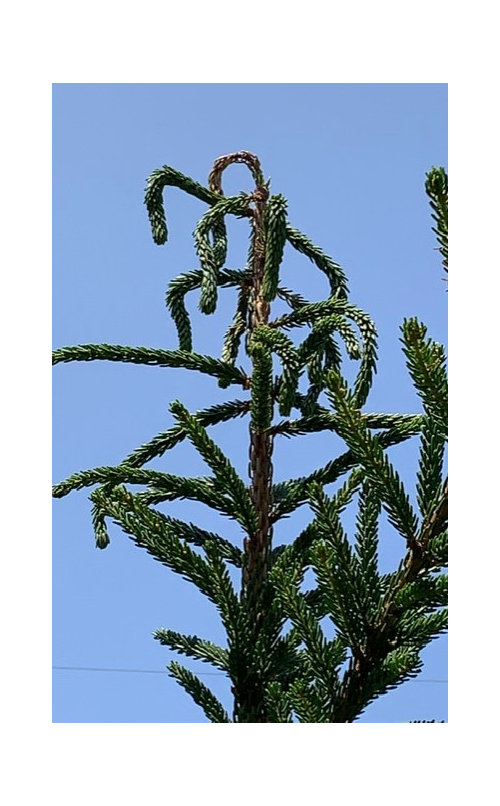 Gowdy Oriental Spruce leader