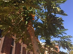 growing hawaiian papaya in southern california | Houzz Forum