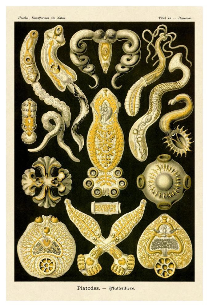"Haeckel Nature Illustrations: Flatworms" Paper Print by Ernst Haeckel ...