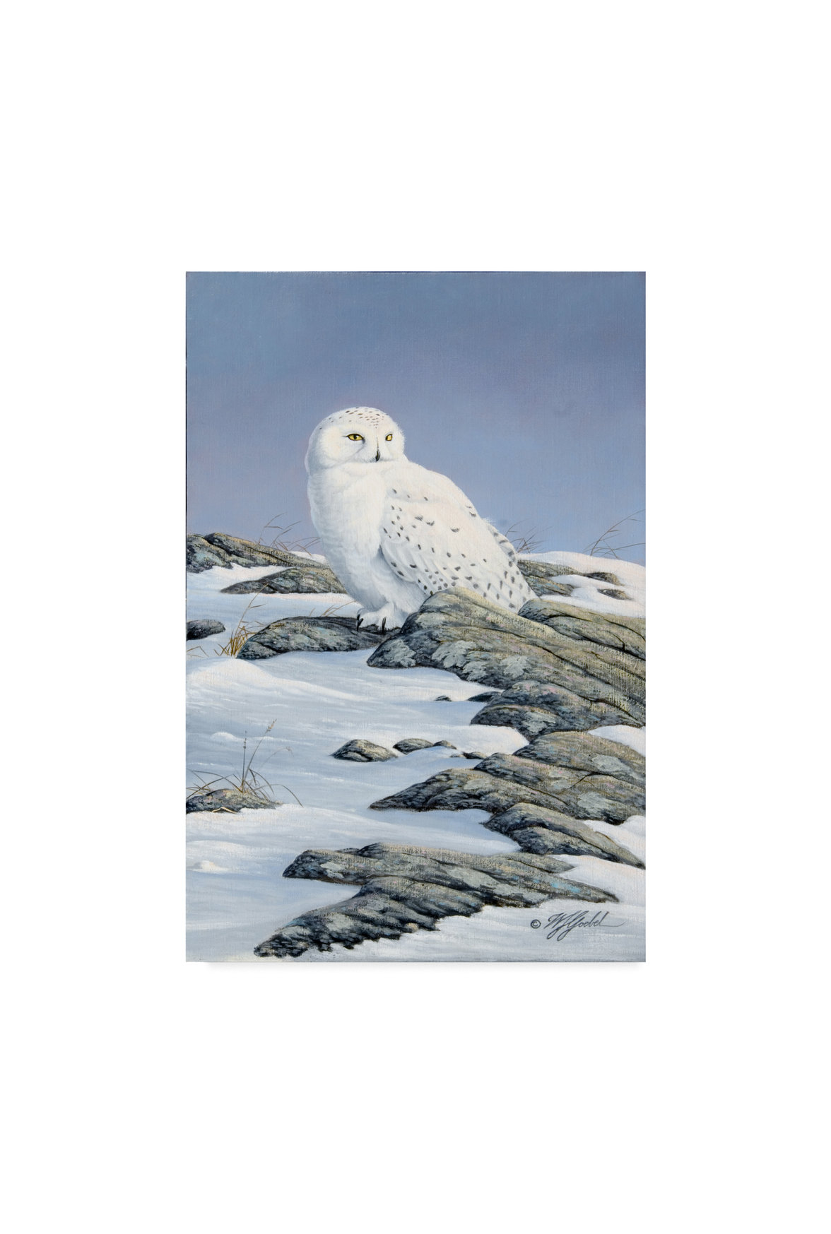 Wilhelm Goebel 'Snowy Owl' Canvas Art, 32"x22" - Rustic - Prints And ...