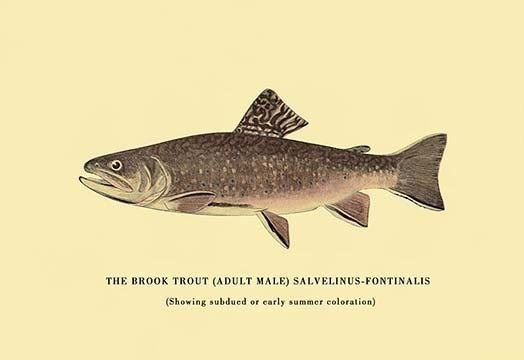 The Brook Trout (Showing Subdued or Early Summer Coloration), 24" x 36 ...