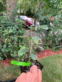 Quercus Urban Pinnacle oak tree