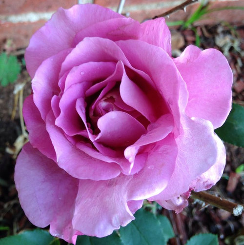 Time for Mauve, Purple and Lavender Roses