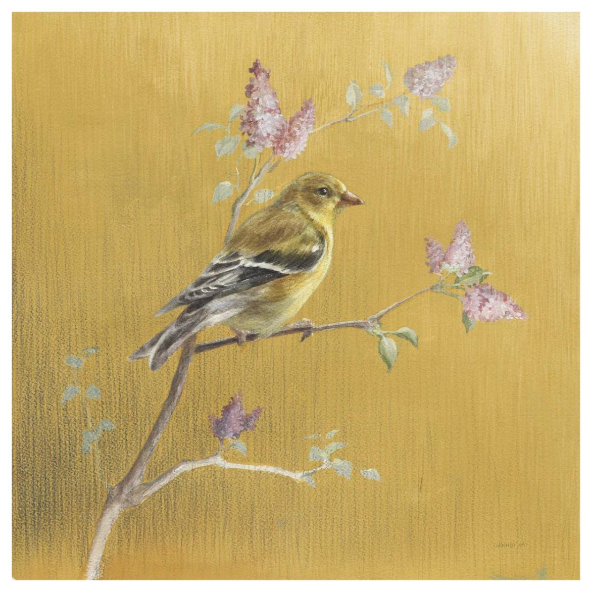 "Female Goldfinch on Gold" Digital Paper Print by Danhui Nai, 20"x20 ...