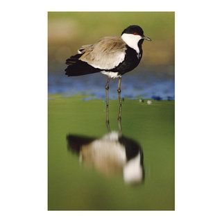 "Spur-winged Plover with reflection at waterhole, Kenya" Paper Art, 16. ...