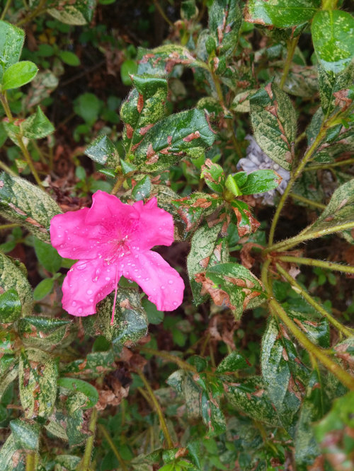 Rusting azaleas: help needed!!!