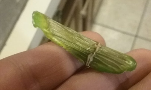 Lucky Bamboo Rot