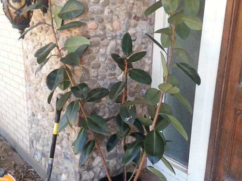 Rubber Tree Pruning