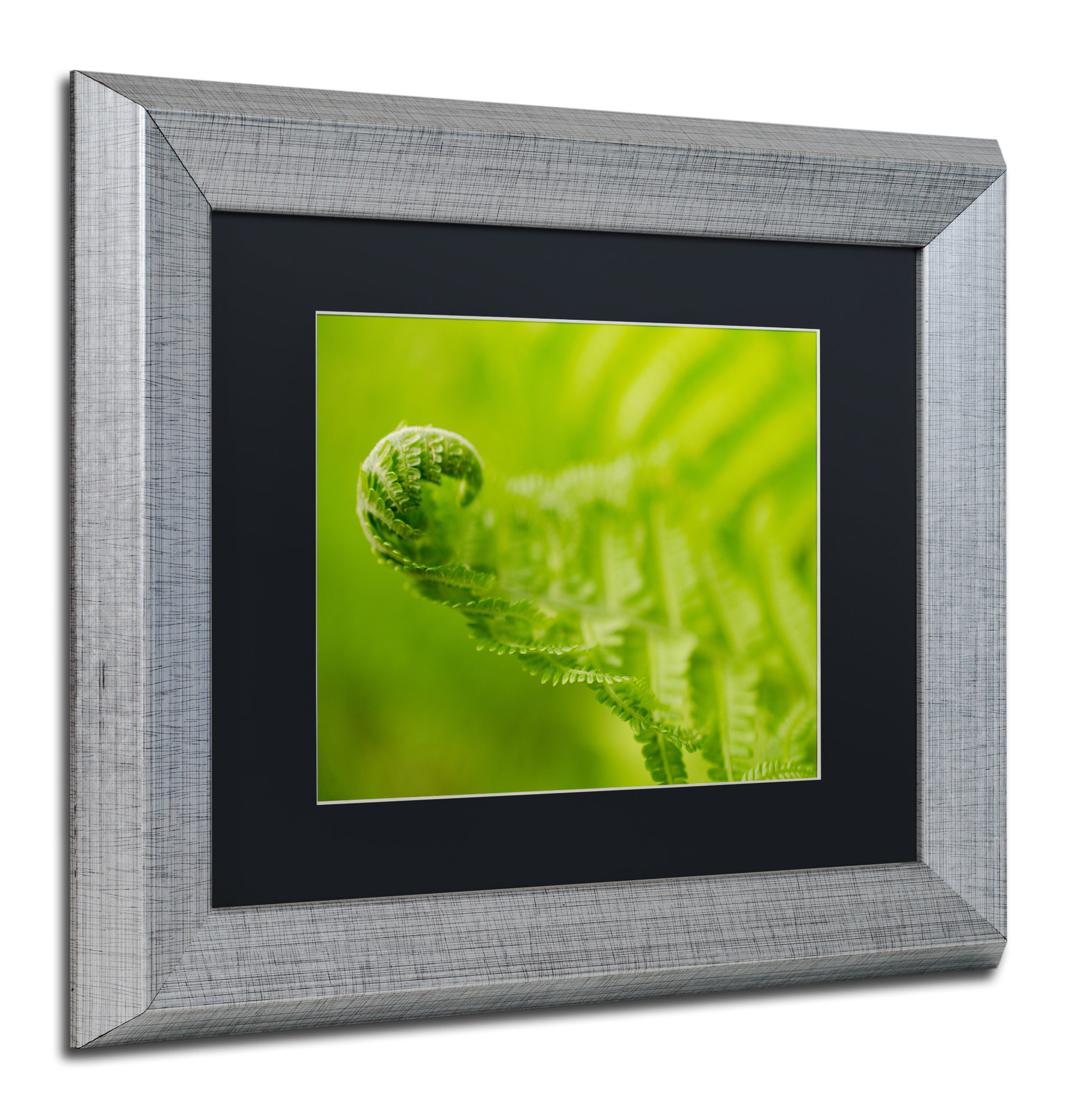 PIPA Fine Art 'Fern Curl' Matted Framed Art, 14x11 - Contemporary ...