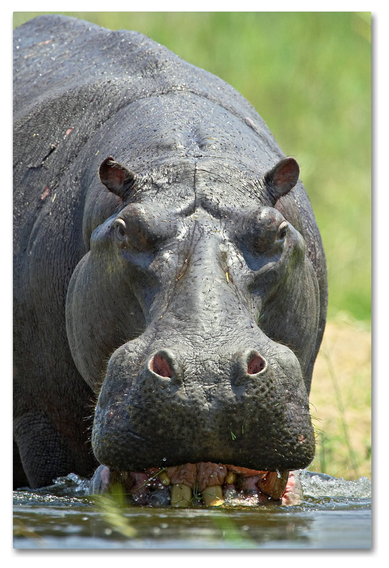 "Hippo" by Robert Harding Picture Library, Canvas Art, 16"x24 ...