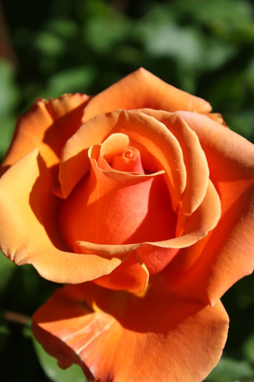 Introduction to my roses - Tuscan Sun