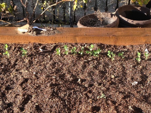 Sugar Snap Pea Spacing