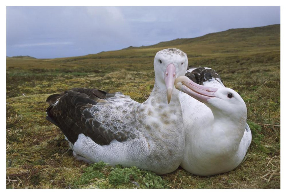 "Tristan Wandering Albatross Male Nibbling Females Bill, Gough Island ...