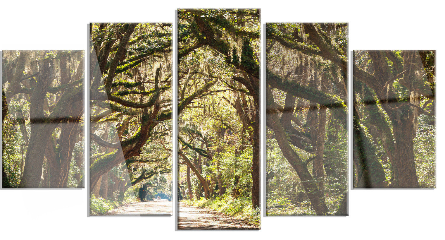 "Trees Tunnel in Botany Bay", 60"x32" - Contemporary - Metal Wall Art ...