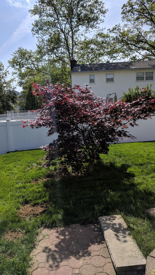 Need Advice on how to trim a Red Maple?
