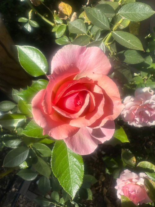 can you identify this pink rose | Houzz Forum