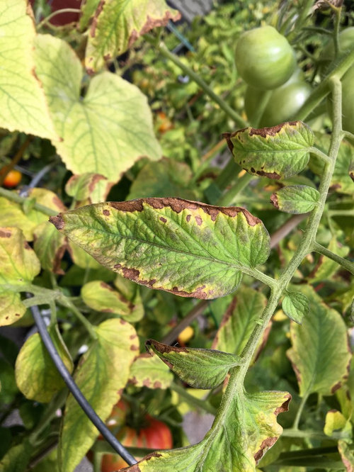 Tomato Plants Dying From Top Down