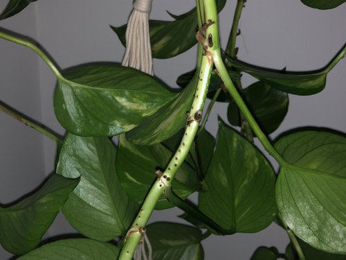 Golden Pothos Nodes/ Help