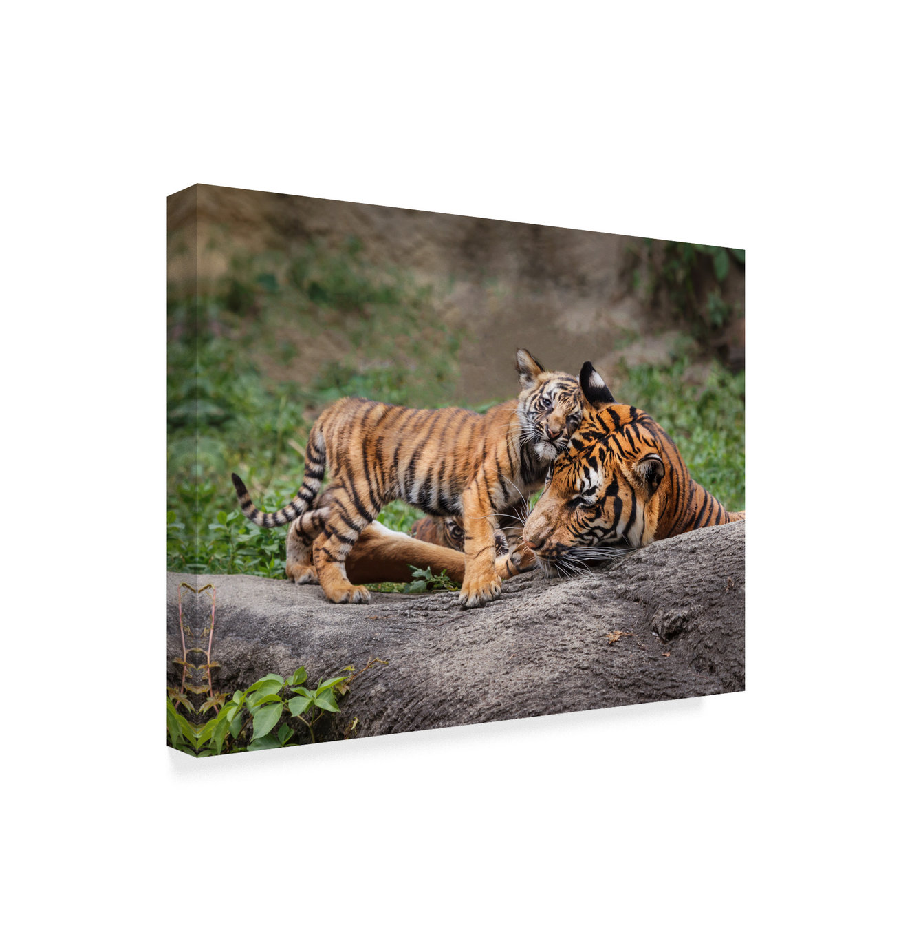 Galloimages Online 'Malayan Tiger Cub Priceless' Canvas Art, 32"x24 ...