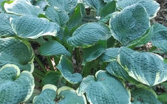 Trip to Fox Hosta Farm | Houzz Forum