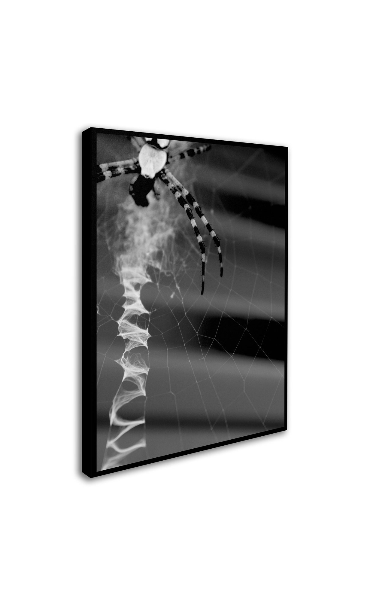'Black & White Spider & Web' Canvas Art by Patty Tuggle, 14" x 19 ...