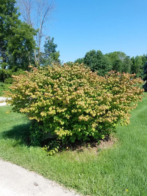 Uncared for Shrubs are dying - help! | Houzz Forum