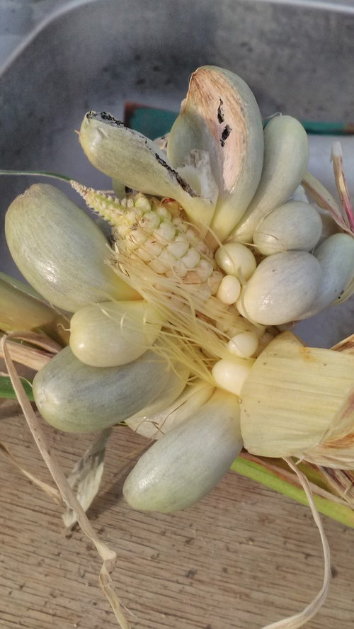 Mutant corn?