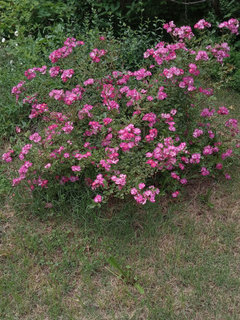 Kashmir Rose from Ping Lim...anyone still growing it?