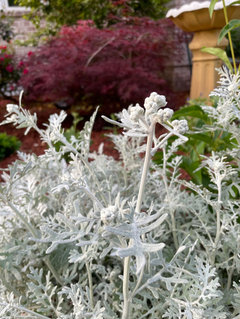 Dusty Miller, realizing now that it is a perennial.