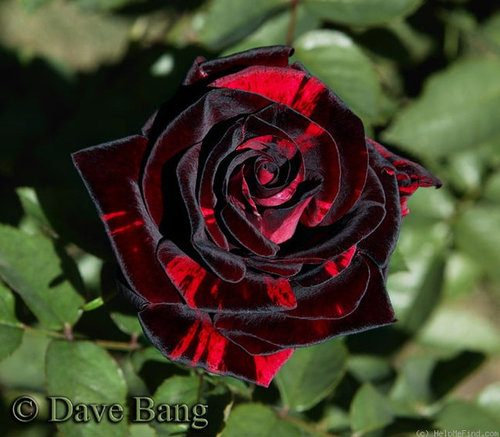 "A Night of Magic" rose by Dave Bang at Almaden Valley Nursery