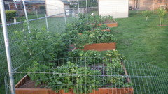 Trellising blackberries/raspberries with conduit? Any pictures?