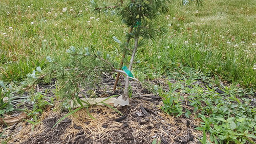 How and when to stake a young conifer graft?