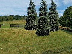 Planting a 100' treeline privacy fence