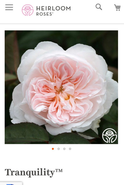 Specimen Rose Recommendation